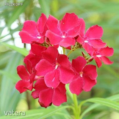 Piros leánder (Nerium oleander Red) magok!20db mag, Örökzöld