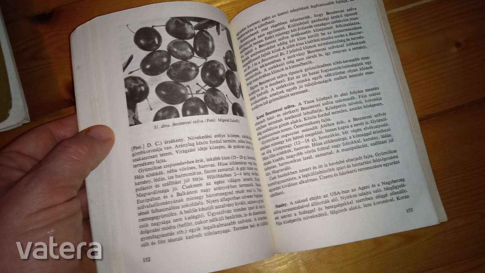 SZILVA,ALMA,BARACK,METSZÉS..NYÁRI GYÜMÖLCSÖK TERMESZTÉSE ...