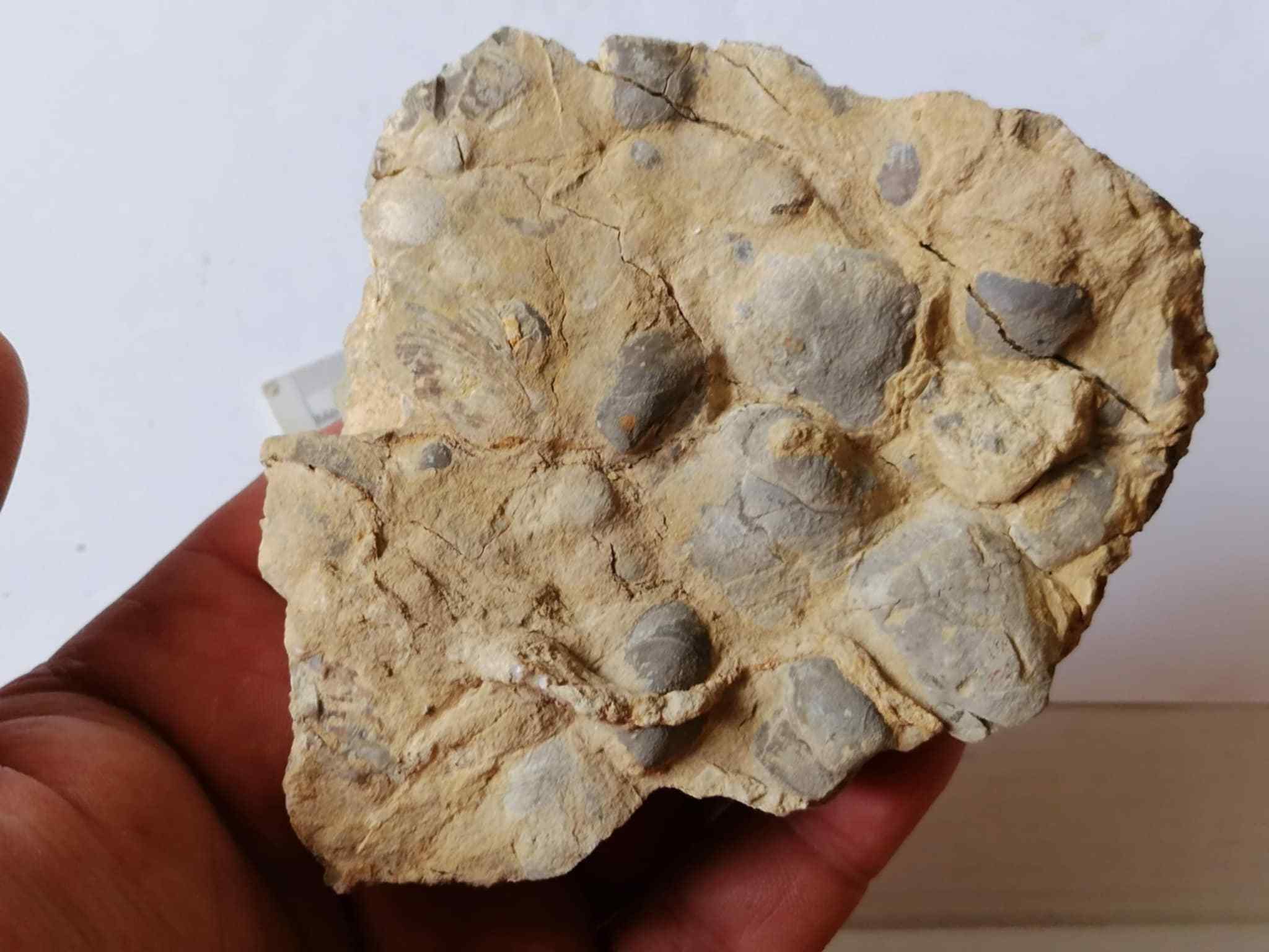 Entolium discites kagylók és Coenothyris vulgaris brachiopodák