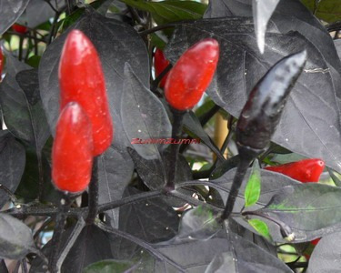Royal Black chili paprika mag, vetőmag (meghosszabbítva: 3437105345 ...