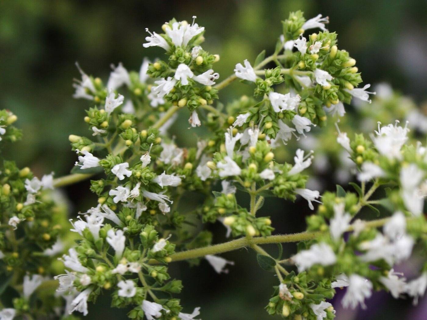 Spanyol MAJORANNA - Origanum virens - magok (50+) - ÍZLETES ...
